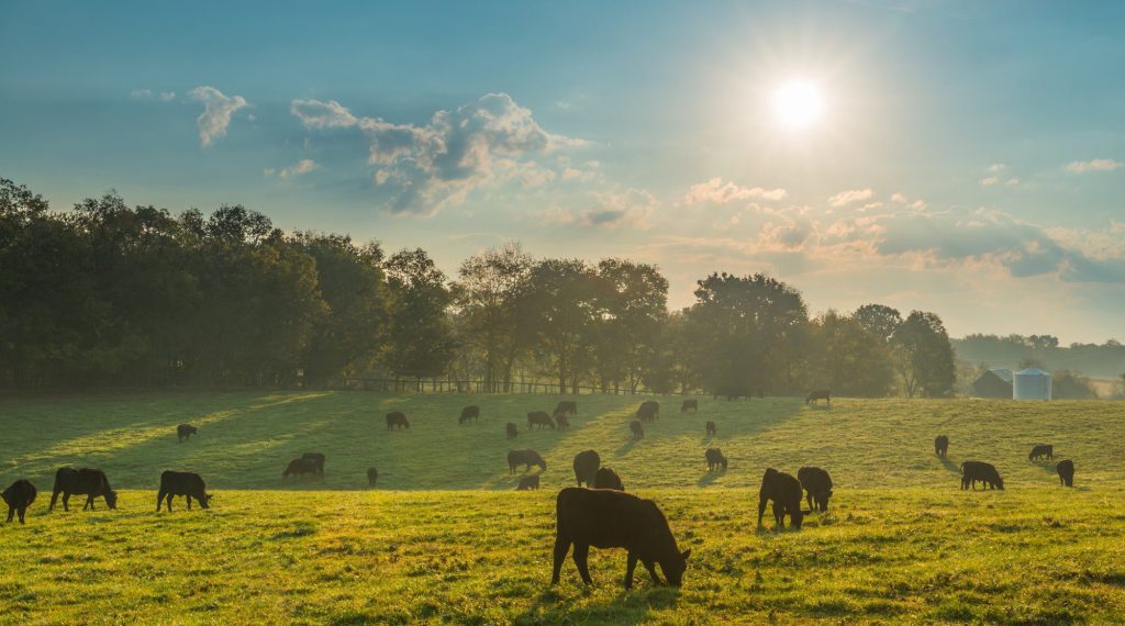 Auxiliar de operaciones - SHV