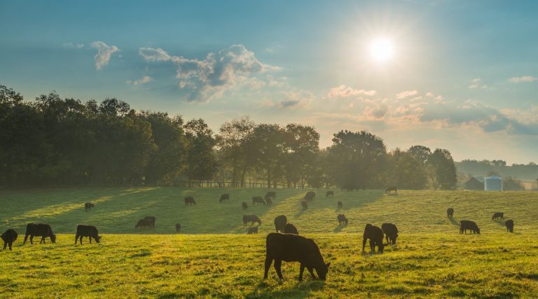 Ayudante General - SHV